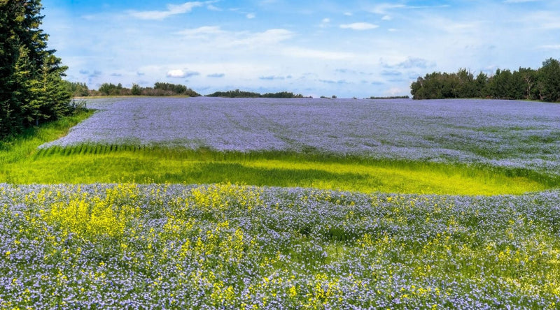 How Flax is Harvested | The Modern Dane