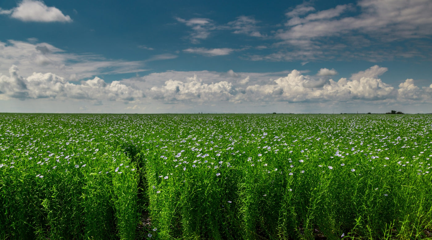 Difference Between Scandinavian and Nordic Interior Design | The Modern ...