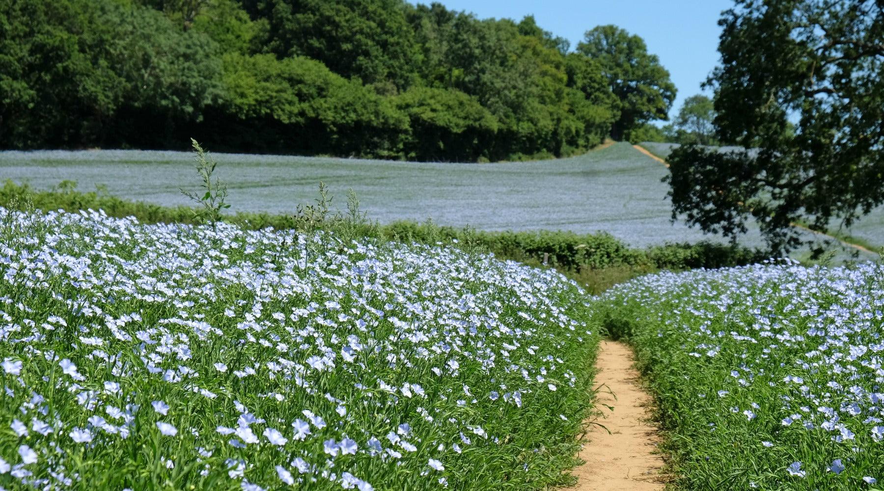 How Organic Linen Bedding is Made | The Modern Dane