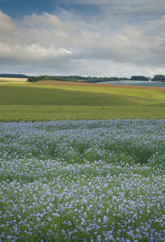 European flax field in bloom